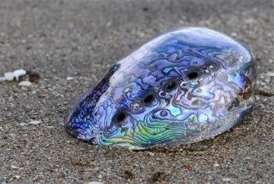 About - Aquarius Design